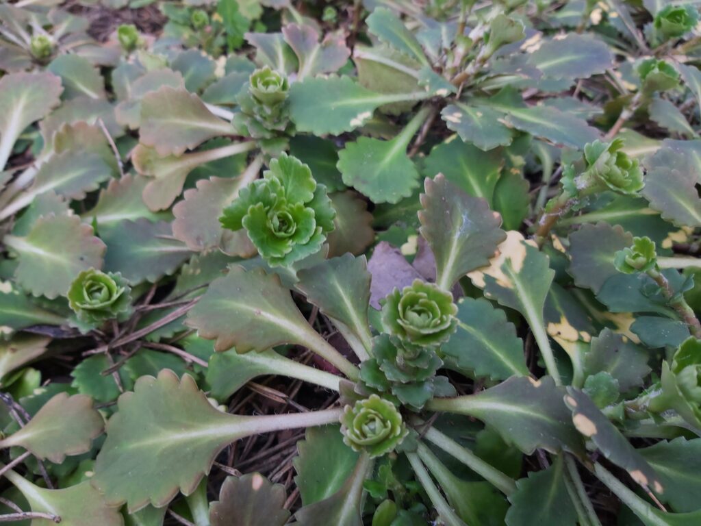 Kapa vietas apzaļumošanas pakalpojumi - KAPIEM.LV