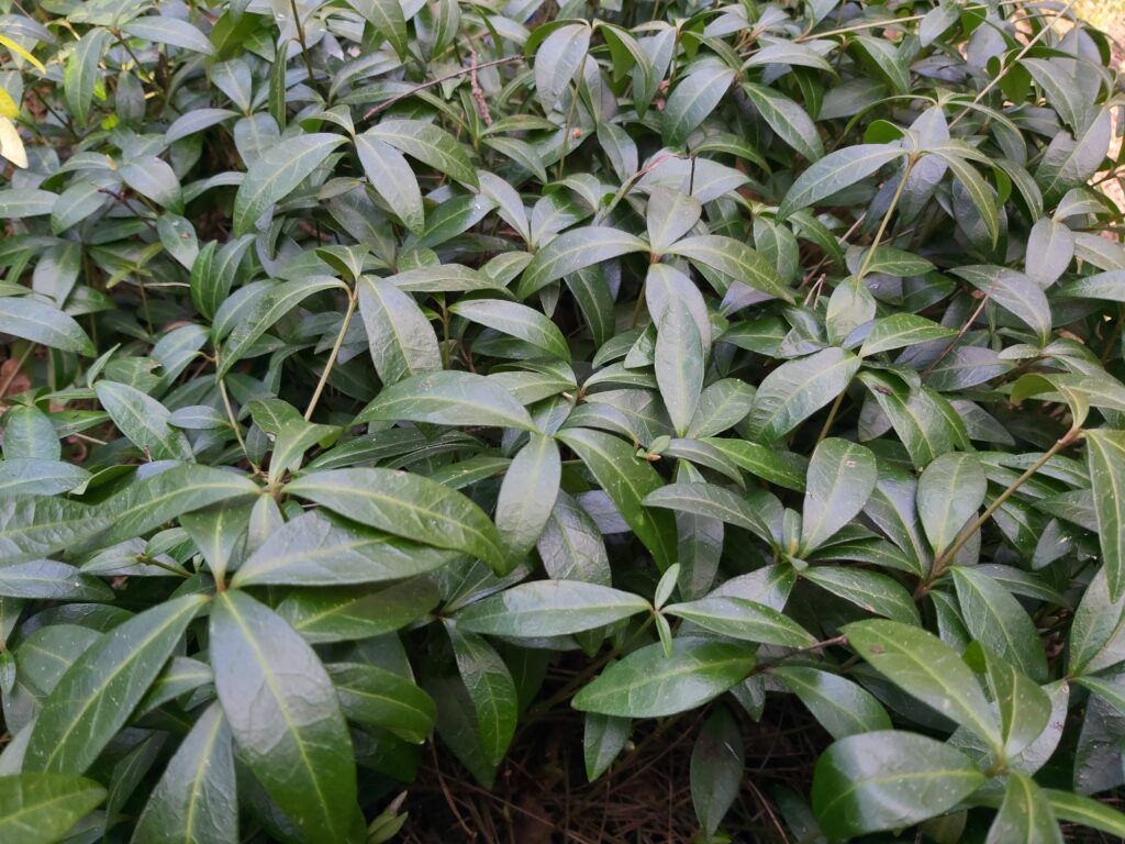 Kapa vietas apzaļumošanas pakalpojumi - KAPIEM.LV